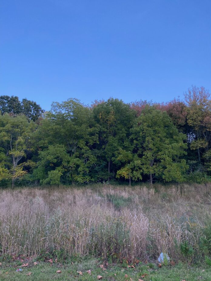 Delving into North Woods: Part 1 - The Good 5¢ Cigar