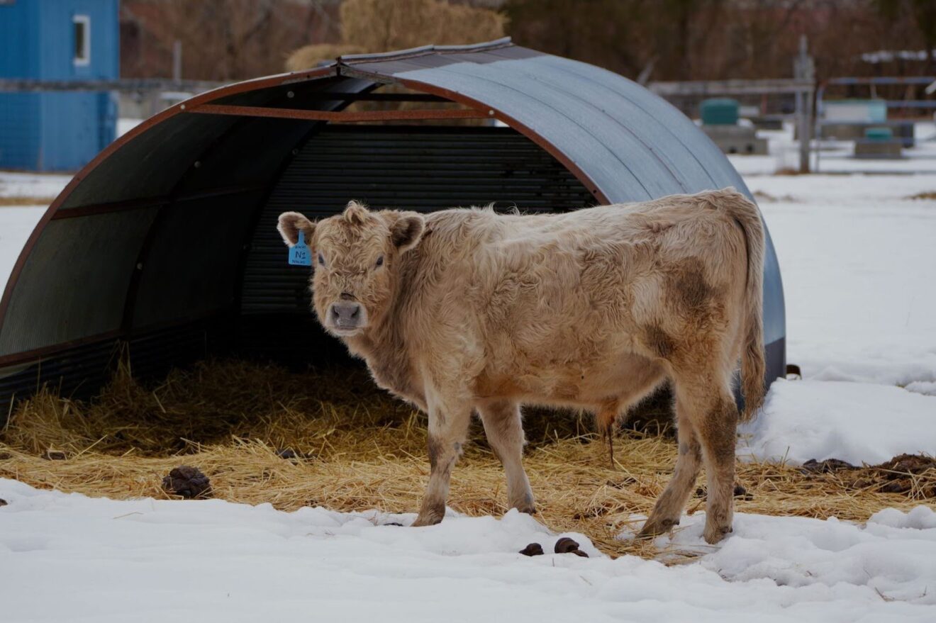 Critters on Campus: Cows - The Good 5¢ Cigar